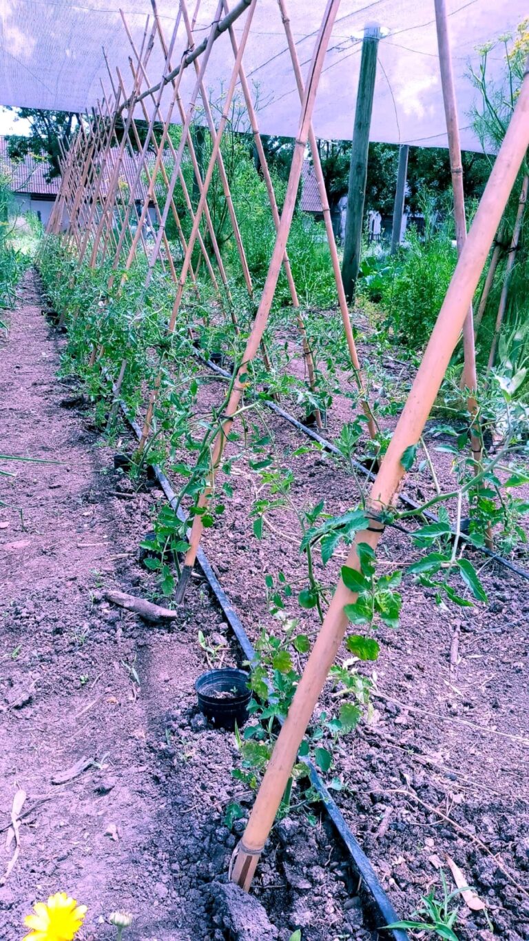 Proyecto de recuperación del Tomate Criollo: un compromiso con la ...