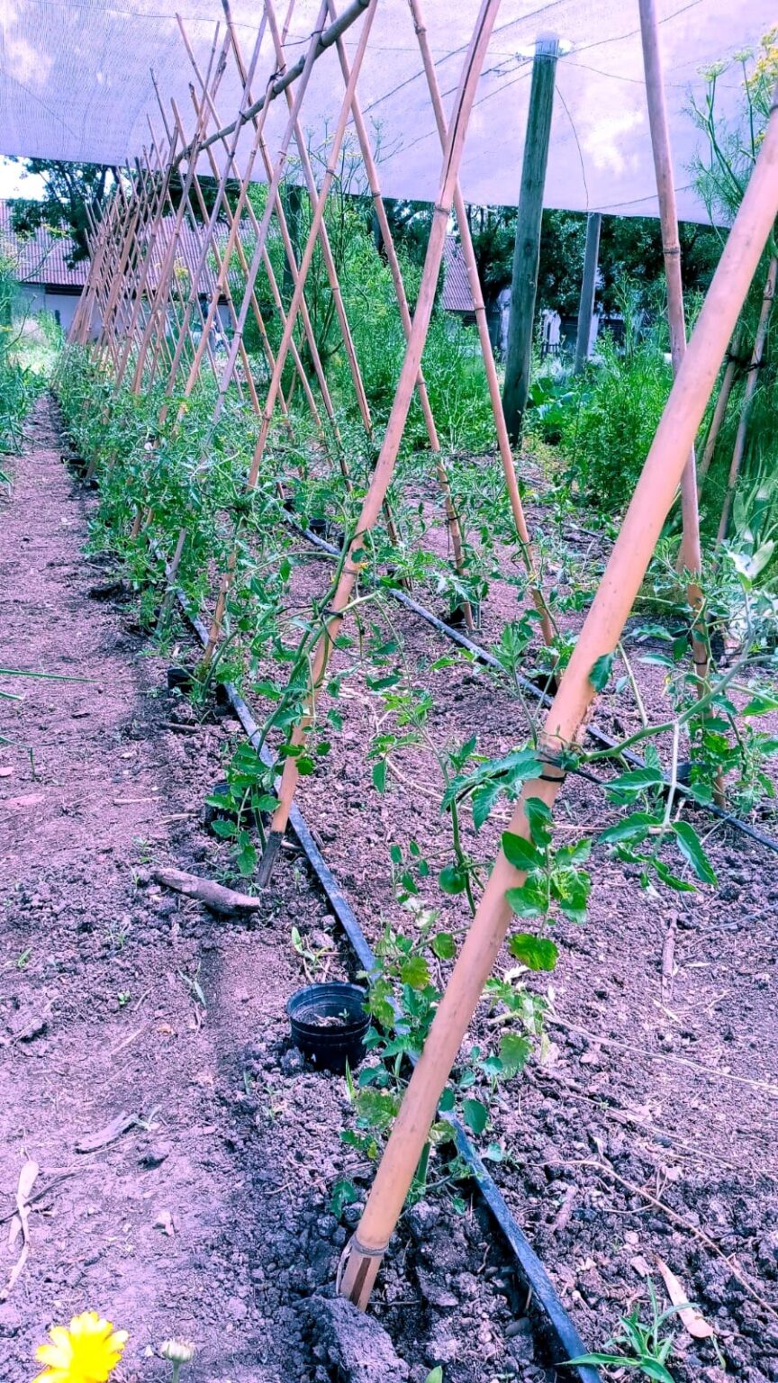 Proyecto de recuperación del Tomate Criollo: un compromiso con la ...